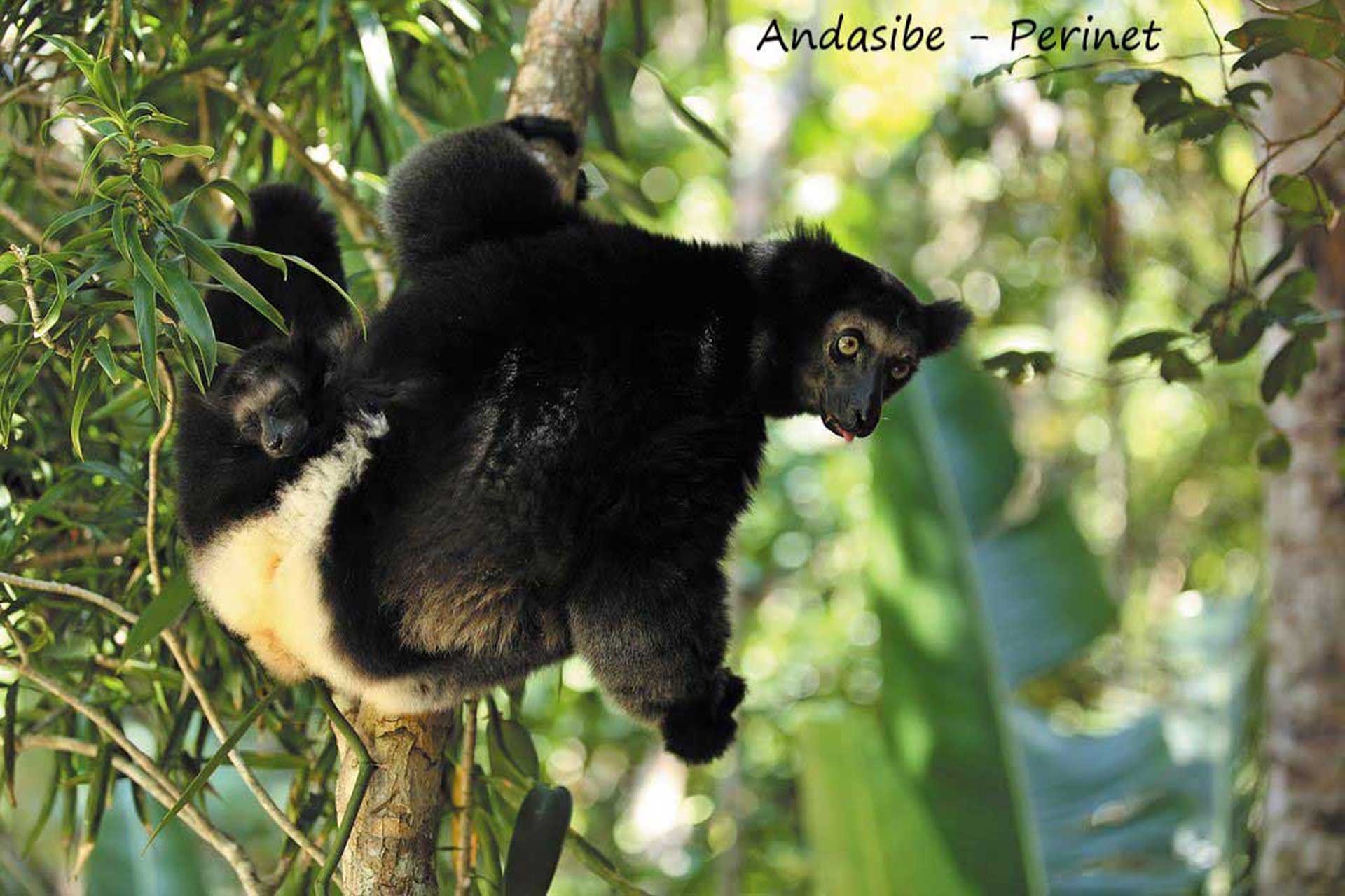 Madagascar - Insider Journeys