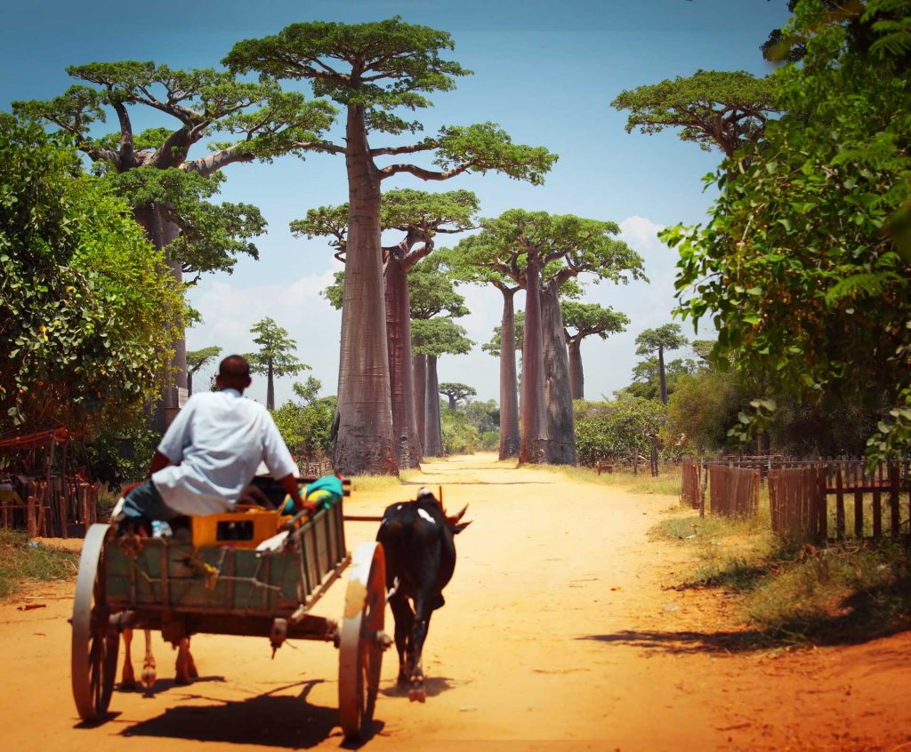 Madagascar Original - Insider Journeys